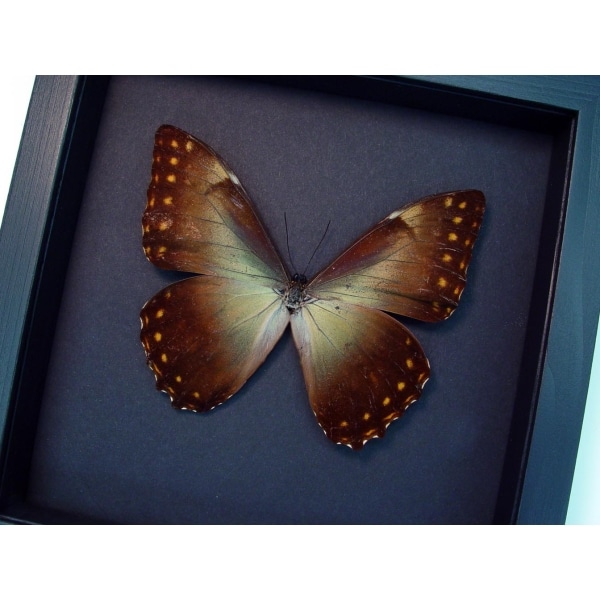 Morpho Telemachus foucheri Golden Morpho - Moonlight Display