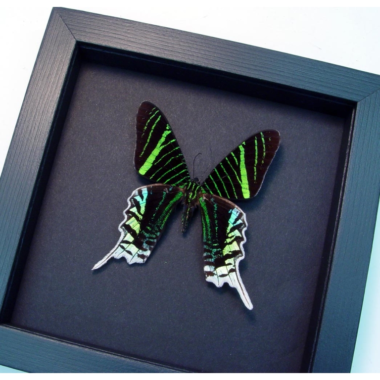 Urania Leilus - Green Banded Urania Moth - real framed moth