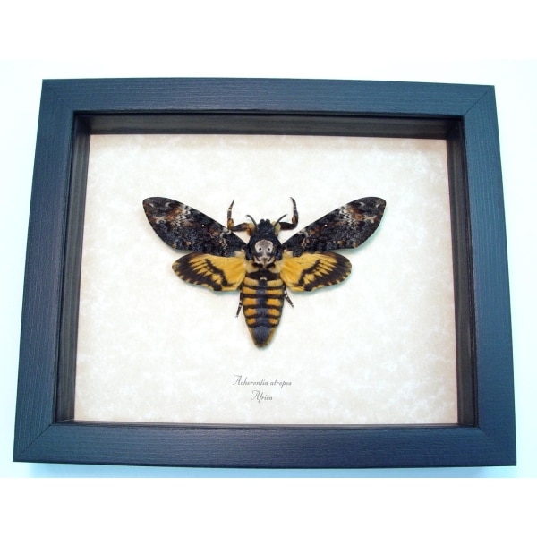 Death Head Moth - Acherontia atropos Female - Real Framed