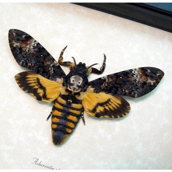 Death Head Moth - Acherontia atropos Female - Real Framed
