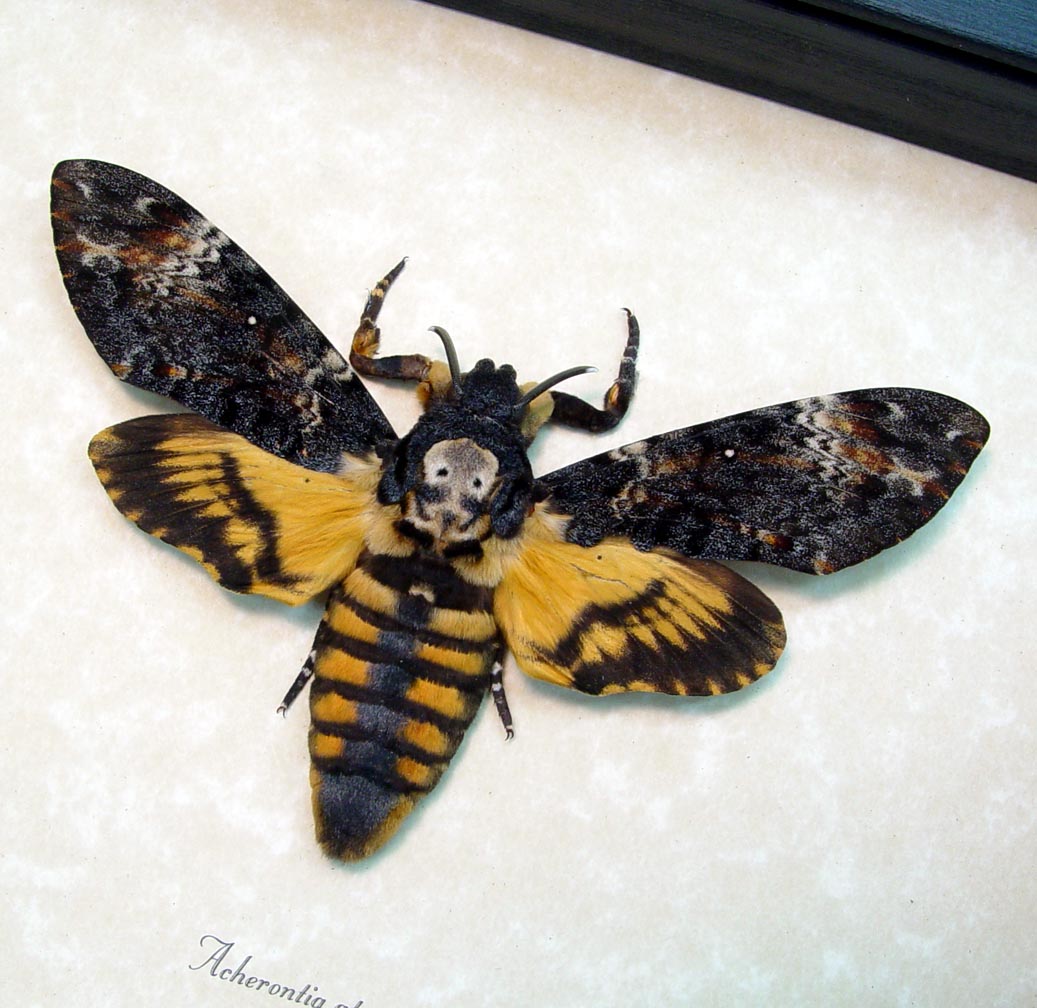 Death Head Moth - Acherontia atropos Female - Real Framed