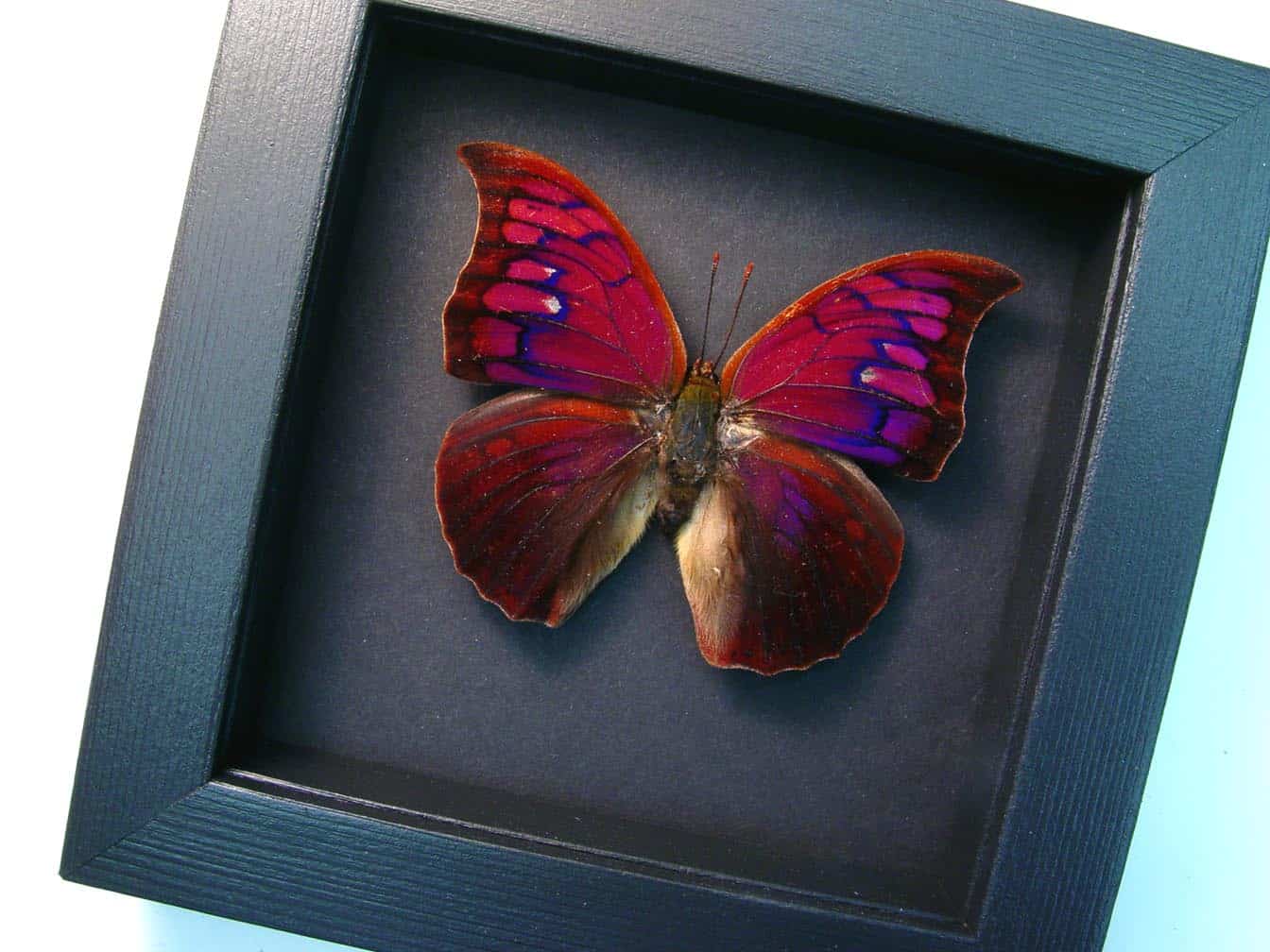 Anaea Tyrianthina Male Purple Butterfly - Moonlight Display