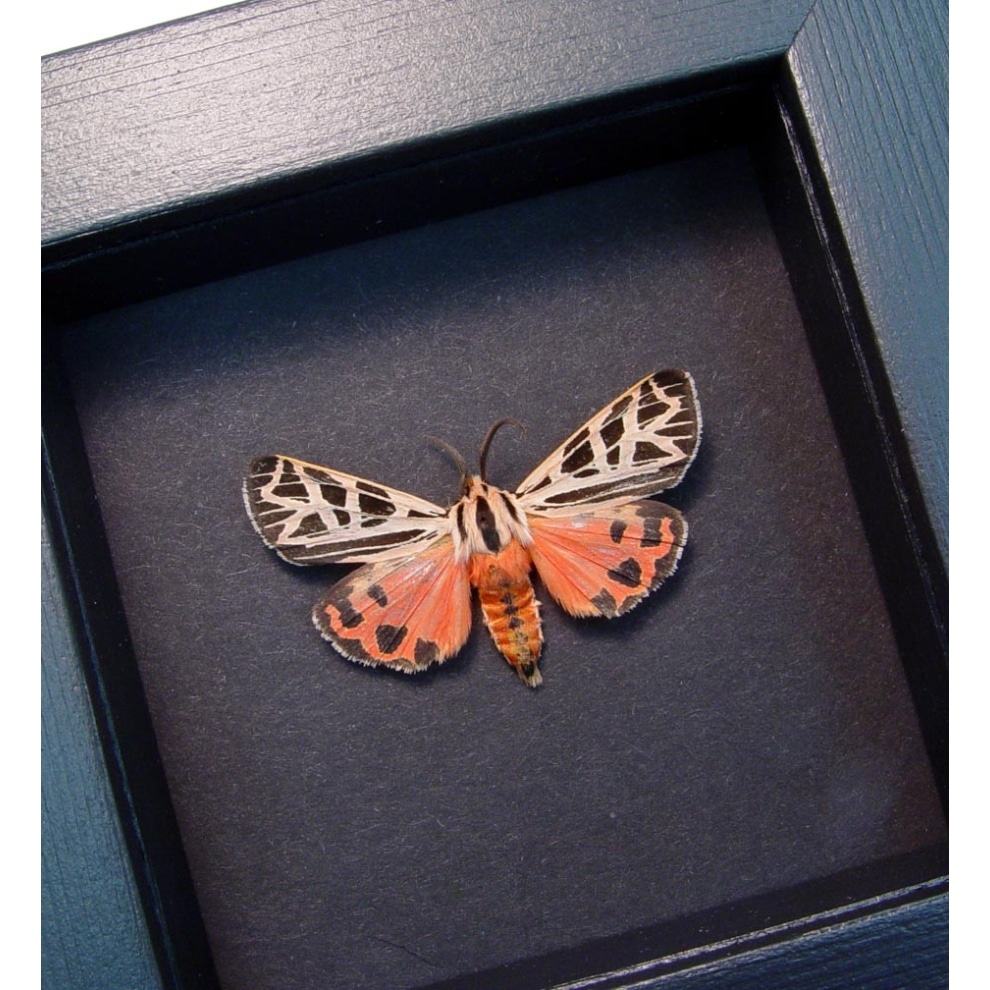 Virgin Tiger Moth Apantesis virgo - Framed Taxidermy Moonlight