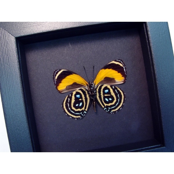 Callicore pastazza Verso Framed - Orange Butterfly Moonlight