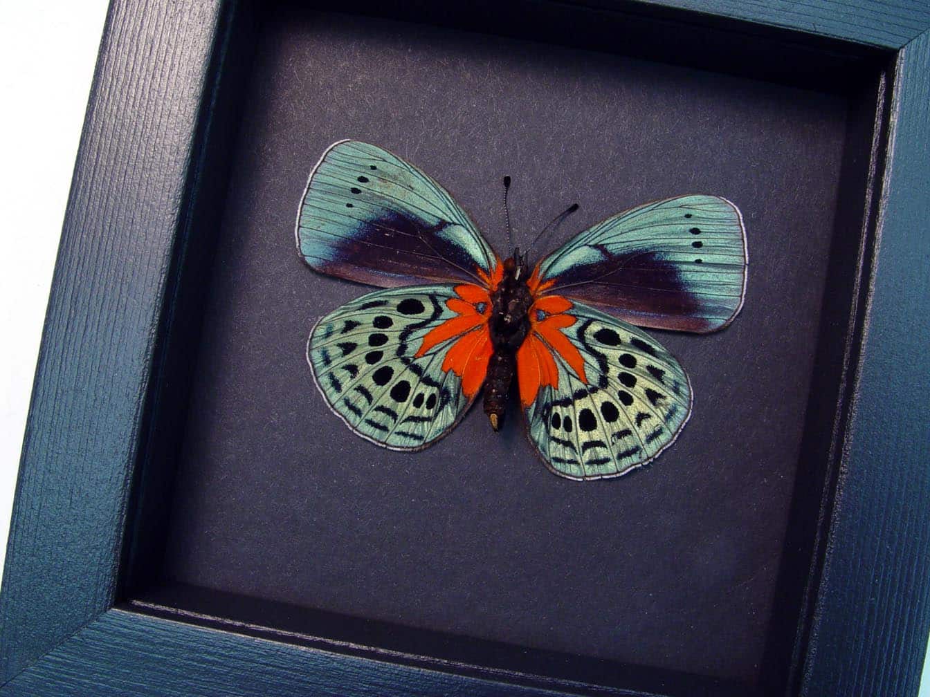 Callithea optima Verso Butterfly - Blood Red Patch Moonlight Display