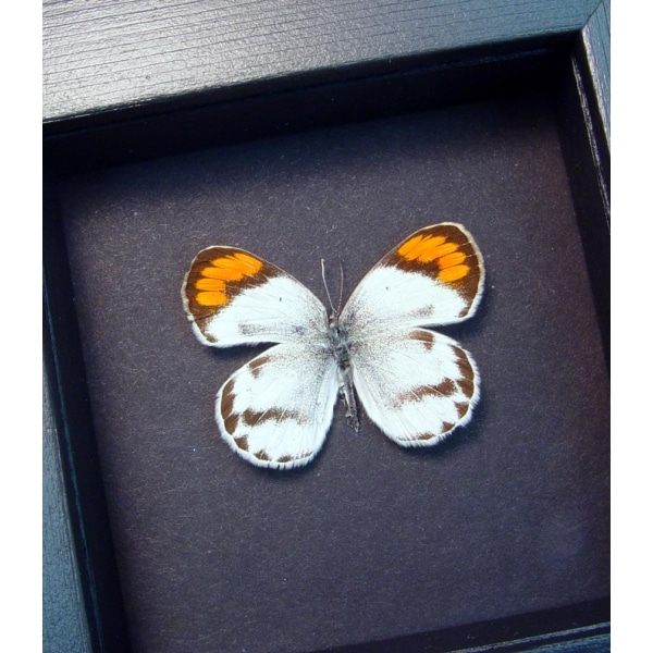 Colotis species Orange Tip African Butterfly - Moonlight Display