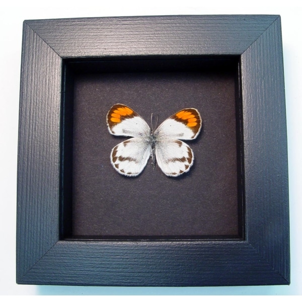 Colotis species Orange Tip African Butterfly - Moonlight Display