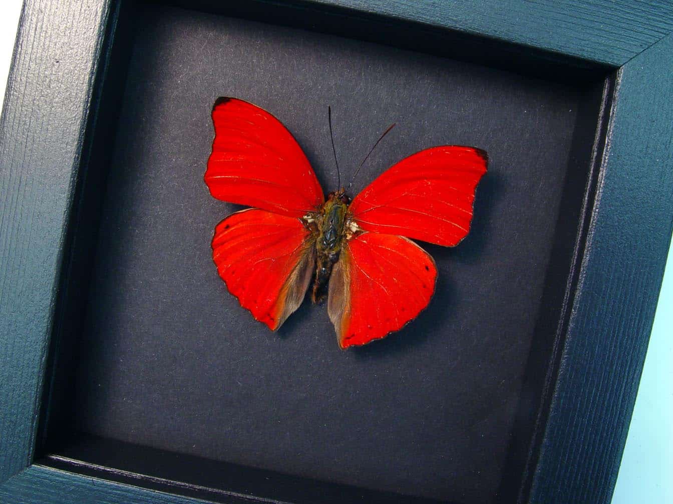 Cymothoe sangaris - Red Glider - Red Heart Butterfly