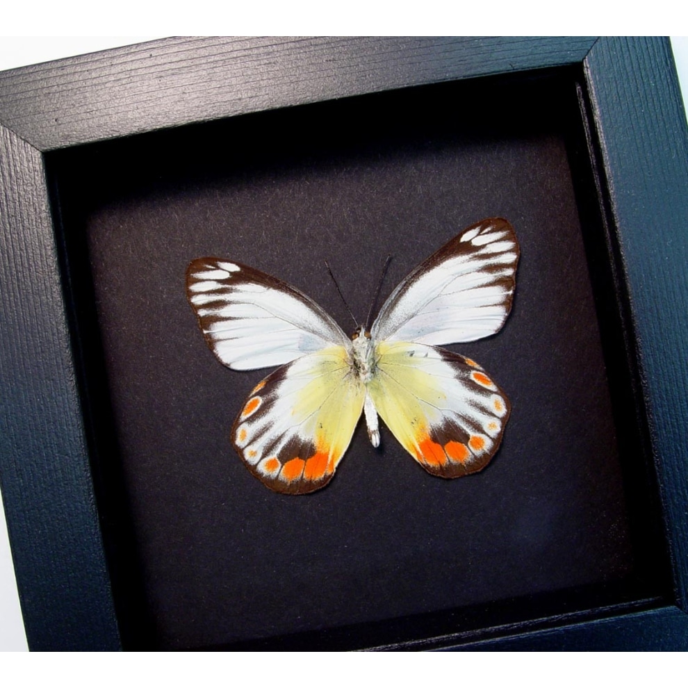 Delias periboea verso - Colorful Yellow Orange Butterfly