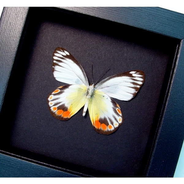 Delias periboea verso - Colorful Yellow Orange Butterfly