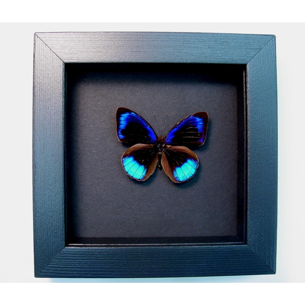 Eunica eurota Electric Blue Butterfly - Moonlight Display Framed