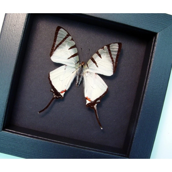 Graphium agetes - White Swallowtail Butterfly - framed butterfly