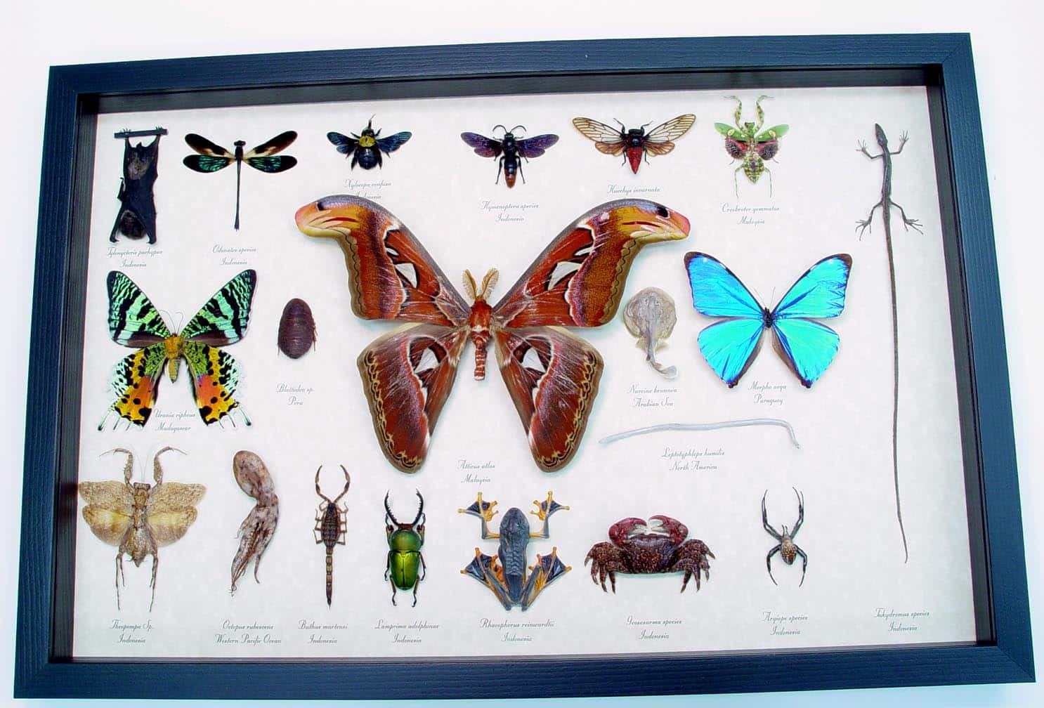 Insect Collection - Land Sea Sky - Real Framed Insects - Real Butterflies