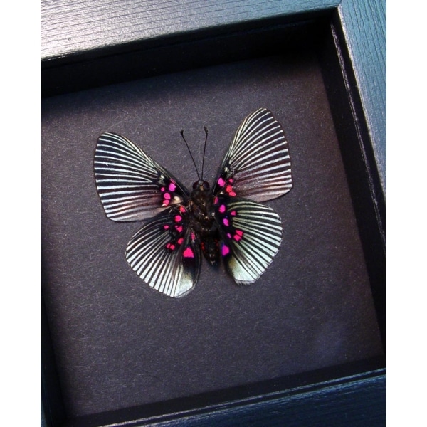 Lyropteryx apollonia verso - metalmark butterfly - Framed Peru Butterfly
