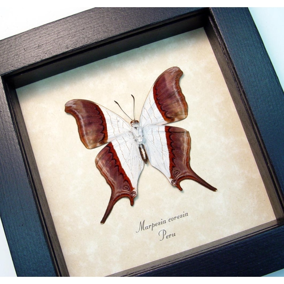 Marpesia coresia verso Waiter Daggerwing Butterfly