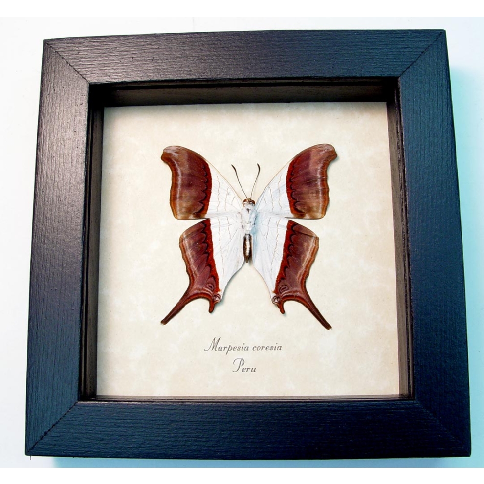 Marpesia coresia verso Waiter Daggerwing Butterfly
