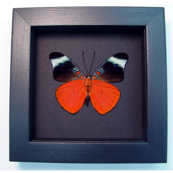 Panacea prola Verso Red Flasher Butterfly - Framed Taxidermy