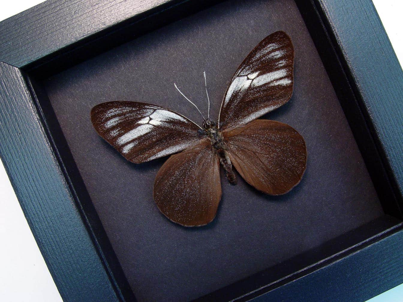 Pereute telthusa Black Ghost Butterfly - Moonlight Display Framed