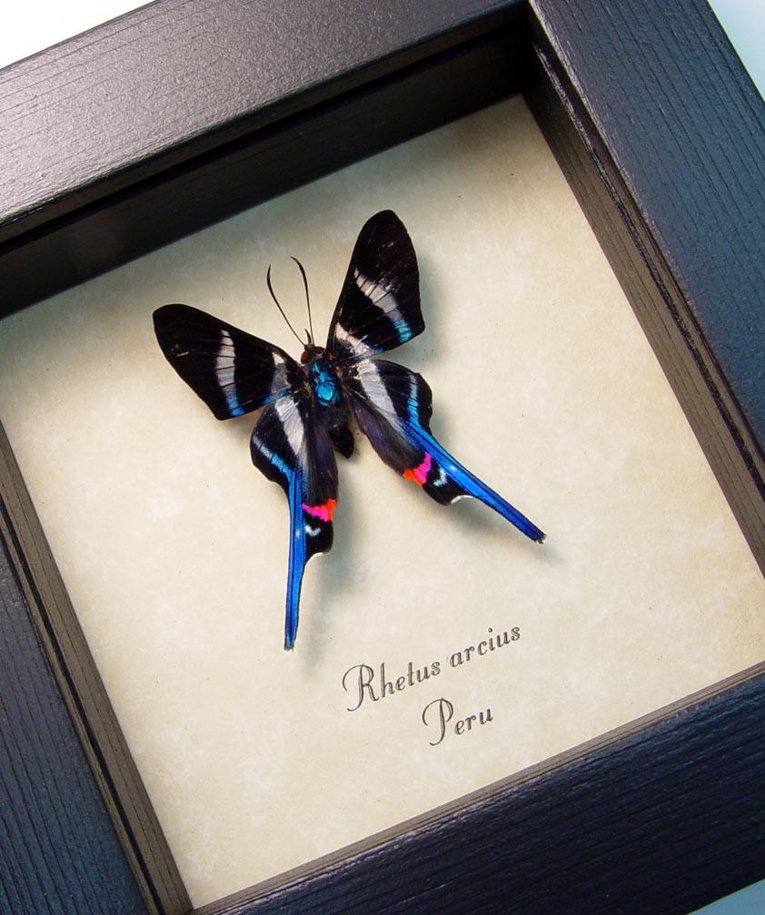 Rhetus arcius - Blue Swallowtail Butterfly - framed butterfly
