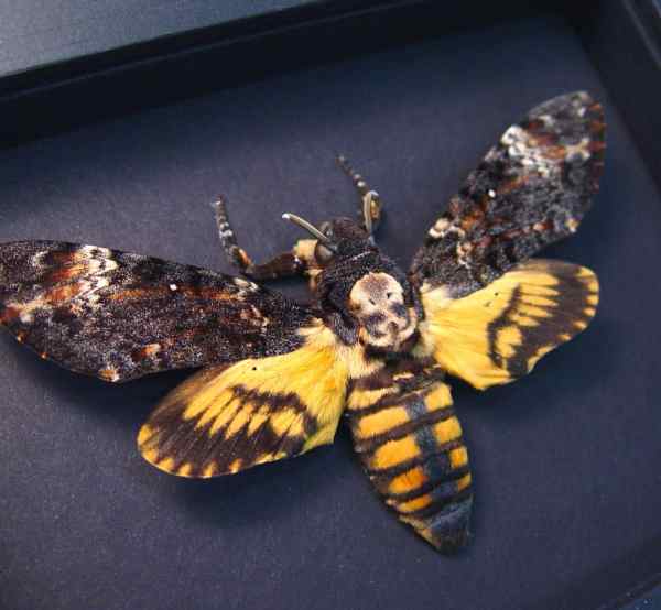 Death's Head Moth - Acherontia atropos Female - Real Framed Moth