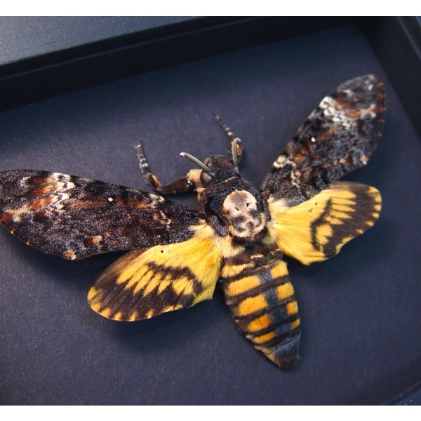 Death Head Moth Acherontia atropos Female - Real Framed