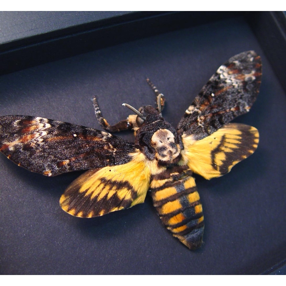 Death Head Moth Acherontia atropos Female - Real Framed