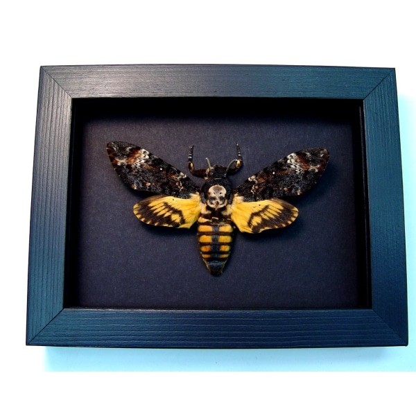 Death Head Moth Acherontia atropos Female - Real Framed