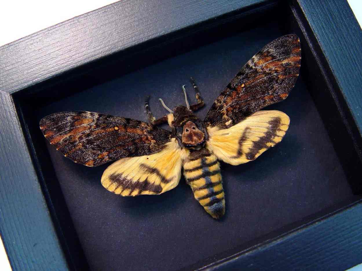Acherontia styx Male - Death Head Moth - real framed moth