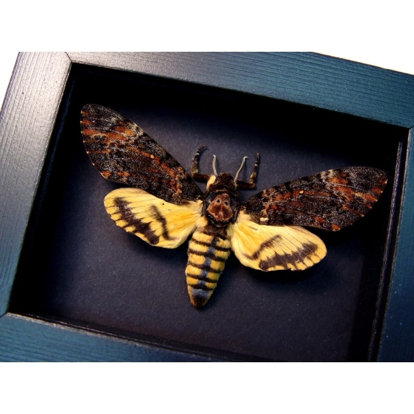 Acherontia styx Male - Death Head Moth - real framed moth