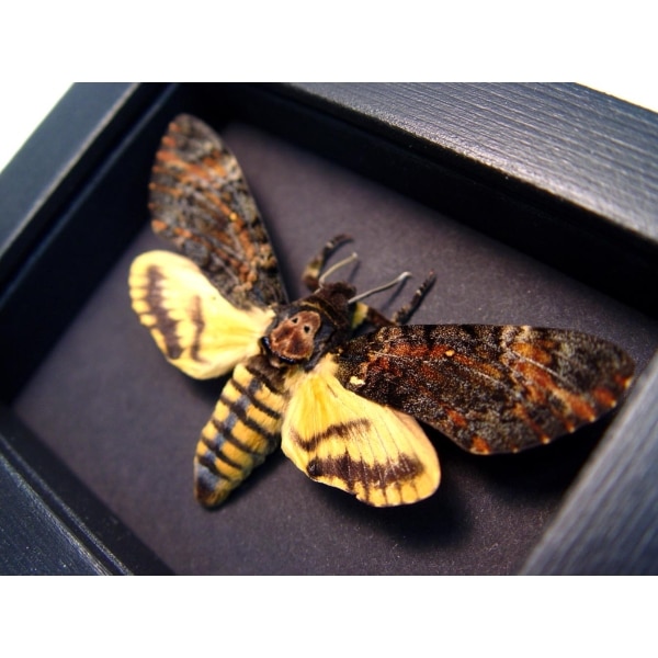 Acherontia styx Male - Death Head Moth - real framed moth