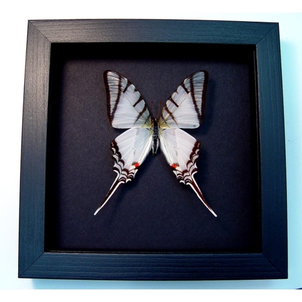 Eurytides Protesilaus - Zebra Swallowtail - White Butterfly