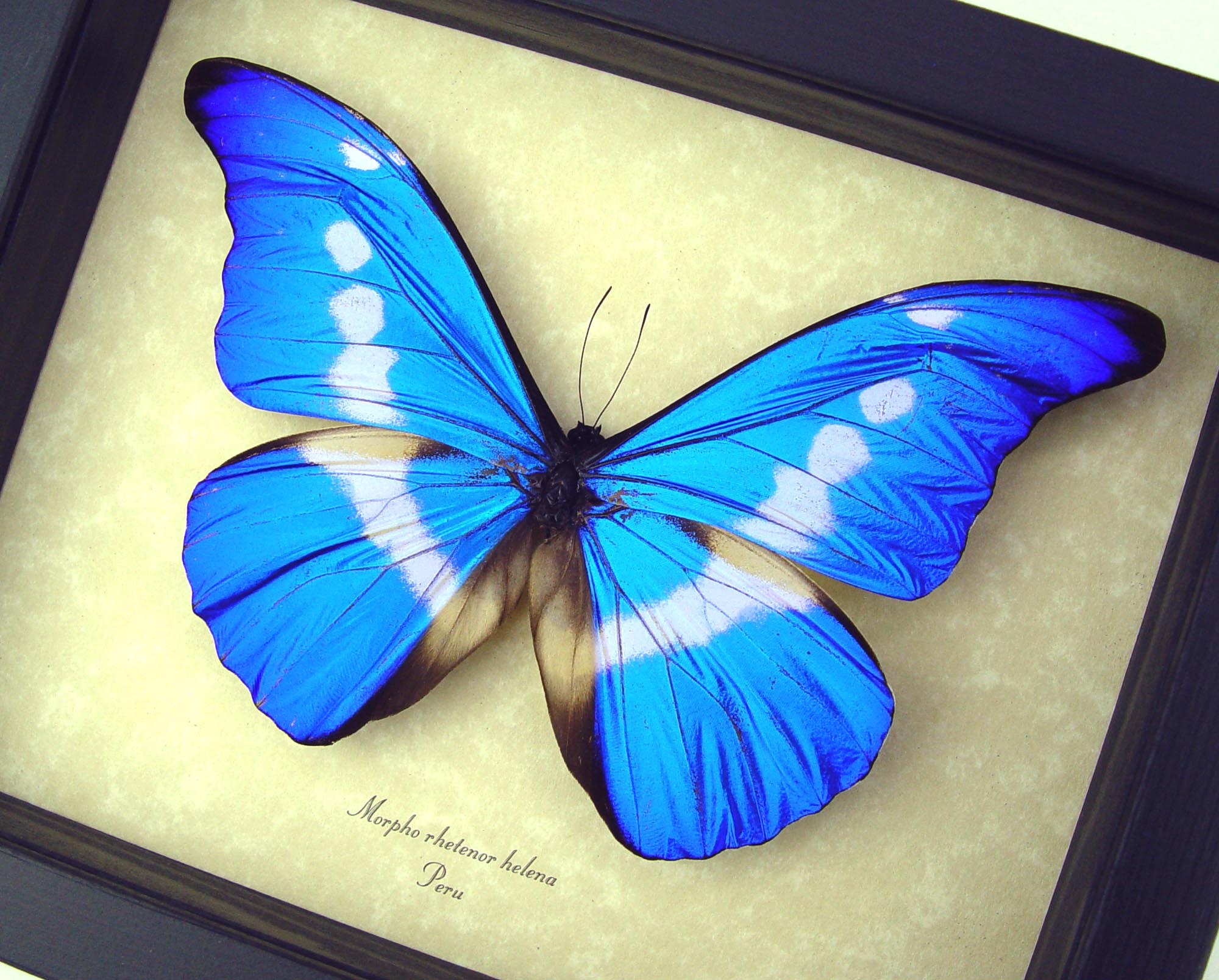 Framed Blue Morpho Butterfly - Morpho rhetenor helena