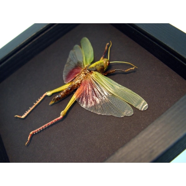 Orthoptera Male Pink Grasshopper - Framed Moonlight Display