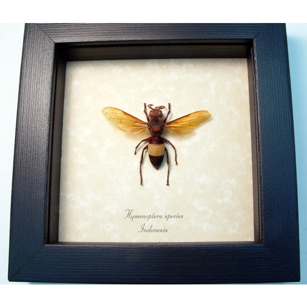 Hymenoptera Banded Amber Hornet - Framed Insect Taxidermy