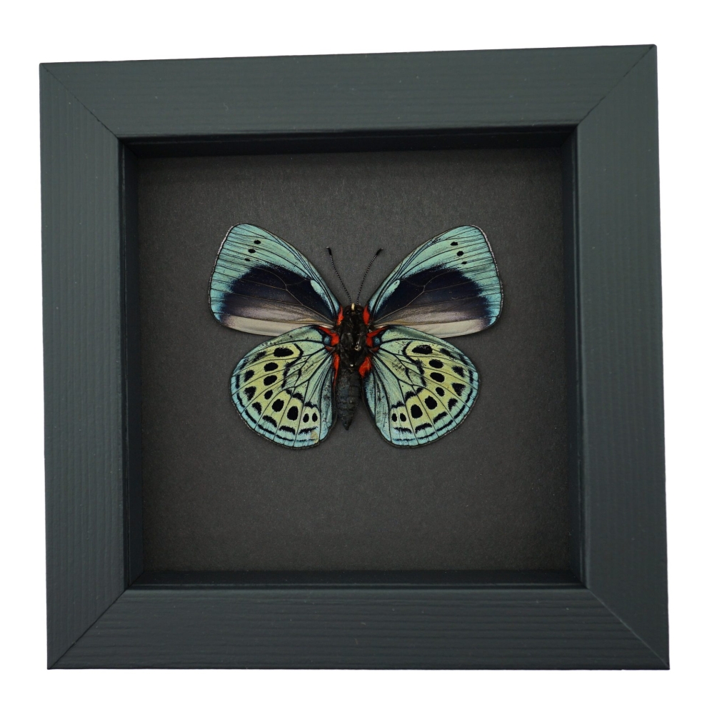 Charles Darwin Butterfly Callithea philotima Asterope leprieuri