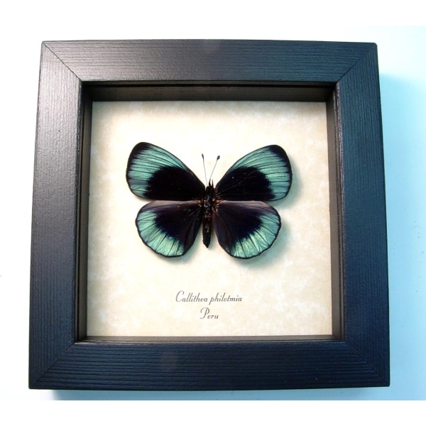 Charles Darwin Butterfly Callithea philotima female