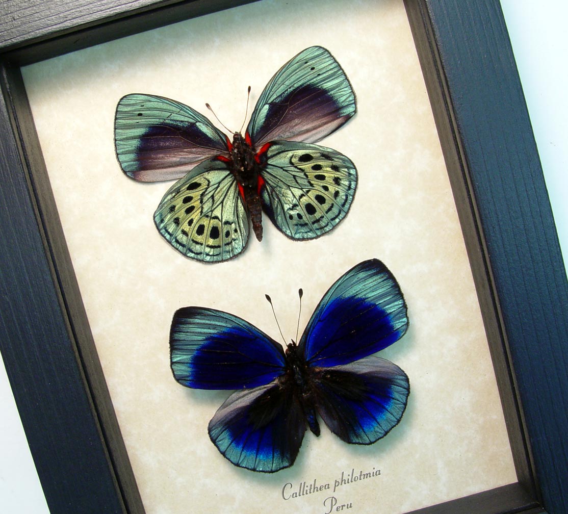 Charles Darwin Butterfly Pair - Callithea philotima Asterope leprieuri