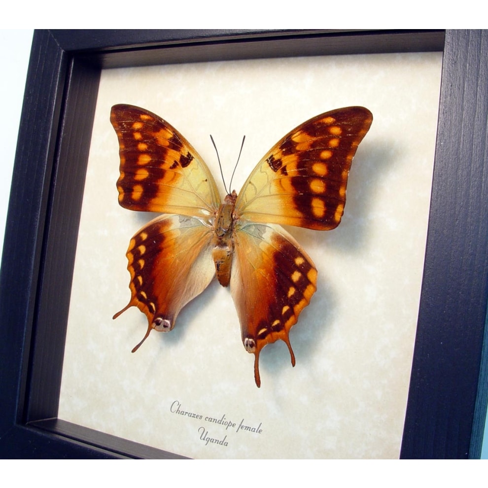 Charaxes candiope female- African Dagger Tail - Framed Butterfly