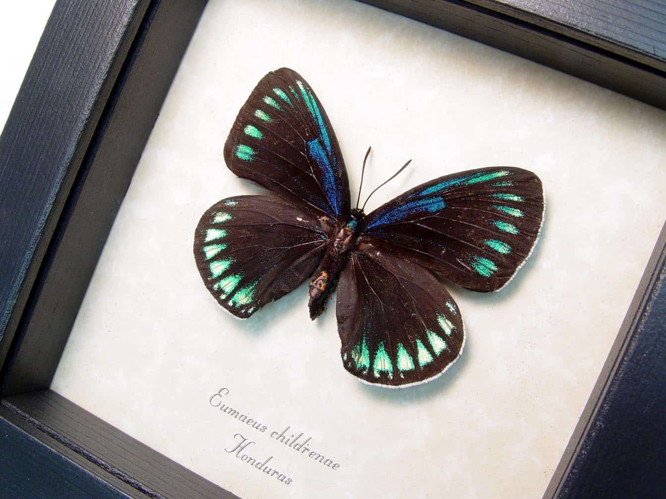 Eumaeus childrenae male - Blue Green Butterfly - Real framed butterfly