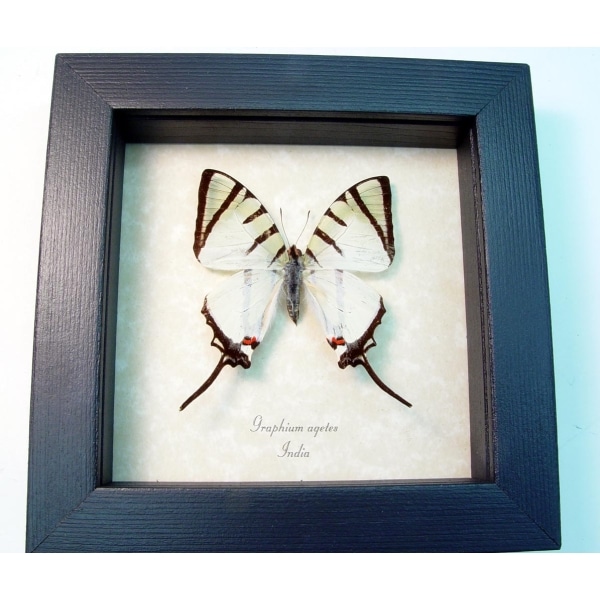 Graphium agetes White Swallowtail Butterfly - Framed Taxidermy