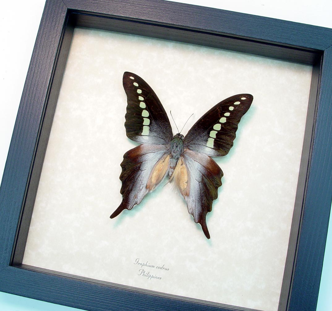 Graphium codrus Green Banded Swallowtail Butterfly