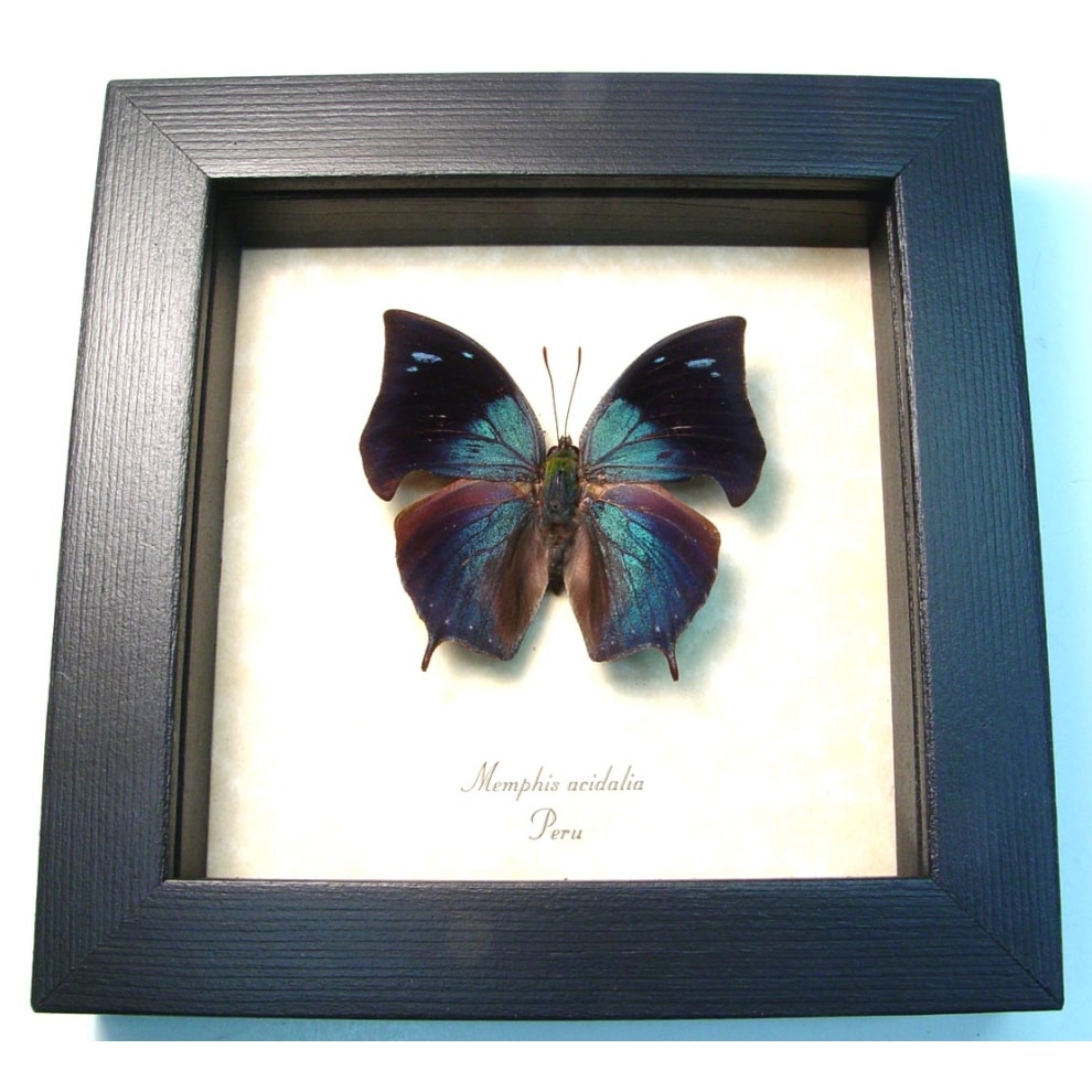 Memphis acidalia Blue Hatchet Wing - Framed Butterfly Taxidermy