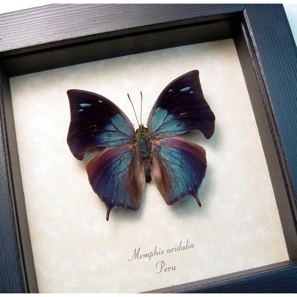 Memphis acidalia Blue Hatchet Wing - Framed Butterfly Taxidermy