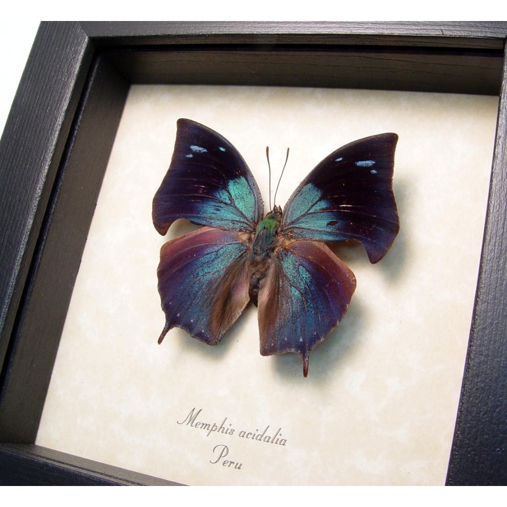 Memphis acidalia Blue Hatchet Wing - Framed Butterfly Taxidermy