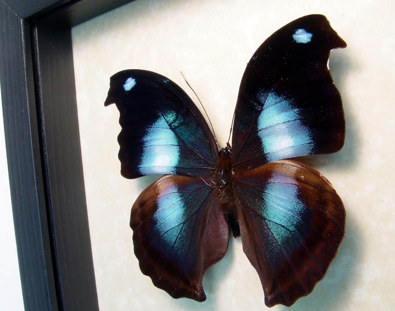 Napeocles jucunda - Blue Hatchet wing - Framed Butterfly