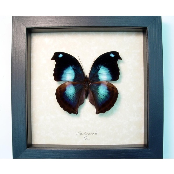 Napeocles jucunda - Blue Hatchet wing - Framed Butterfly
