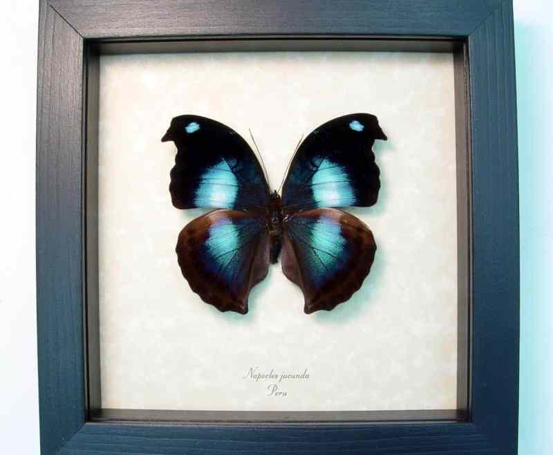 Napeocles jucunda - Blue Hatchet wing - Framed Butterfly