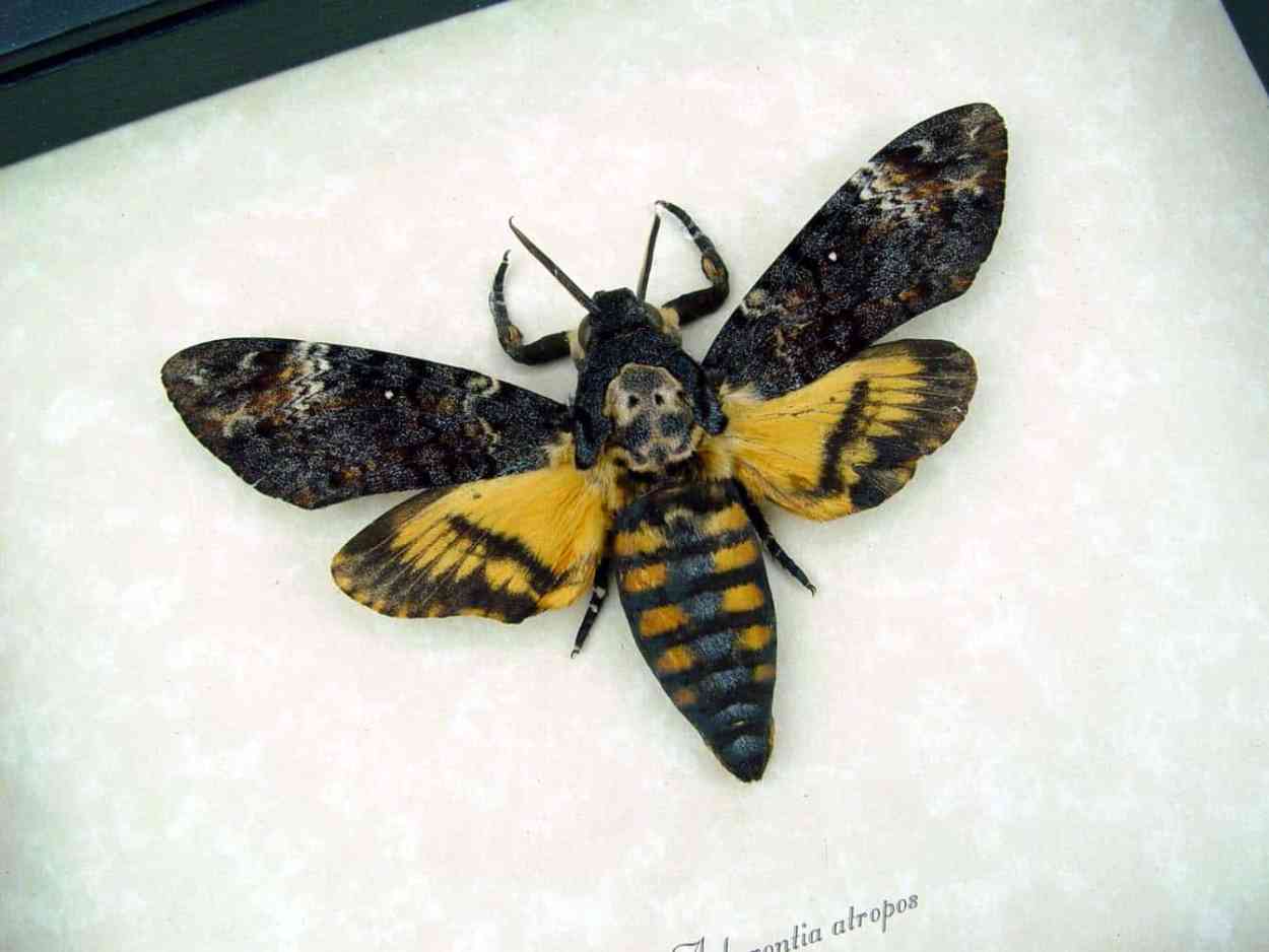 Death Head Moth - Acherontia atropos male - Real Framed