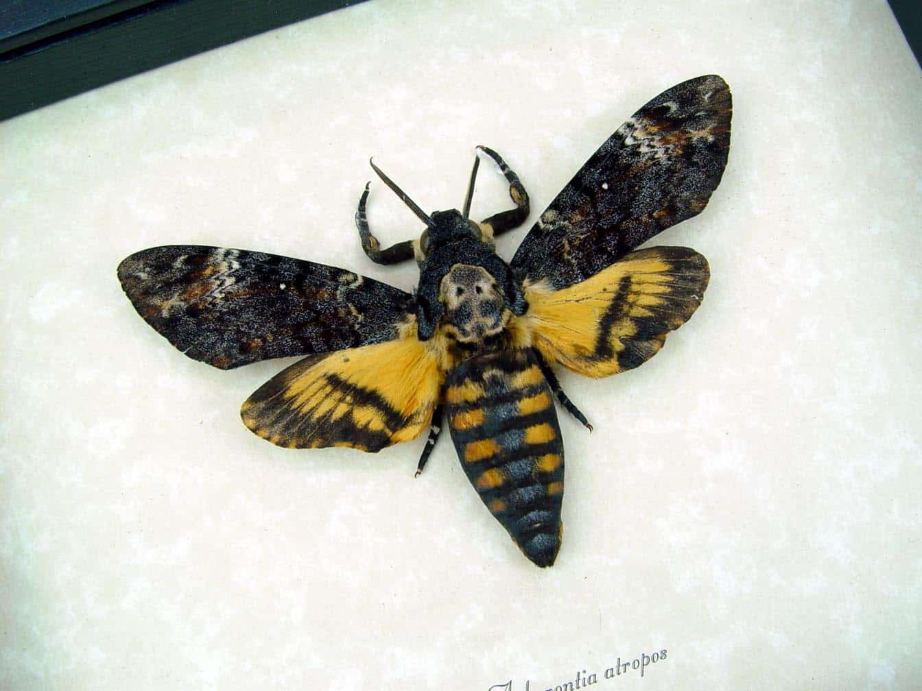 Death's Head Moths - Real Framed Hawk Moth Displays Butterfly-Designs