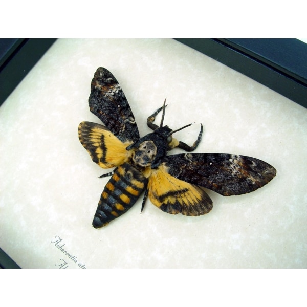 Death Head Moth - Acherontia atropos male - Real Framed